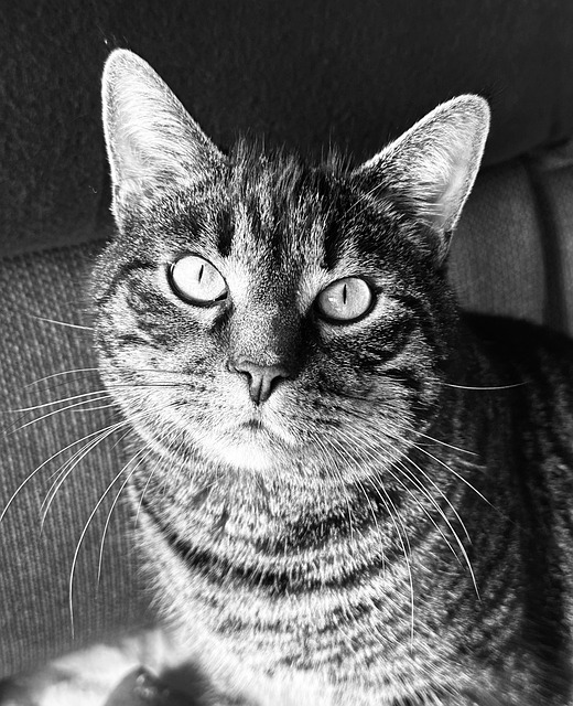 Muito Lindo Gato Ressaca - Foto gratuita no Pixabay - Pixabay