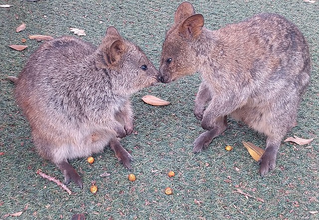 Quokka Animal Australia - Free photo on Pixabay - Pixabay