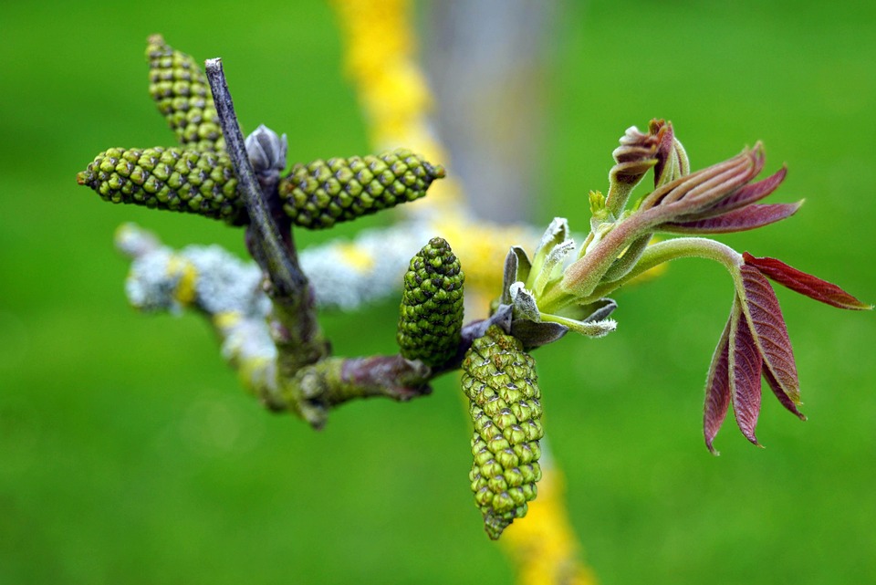 Buds Walnut Nature - Free photo on Pixabay - Pixabay
