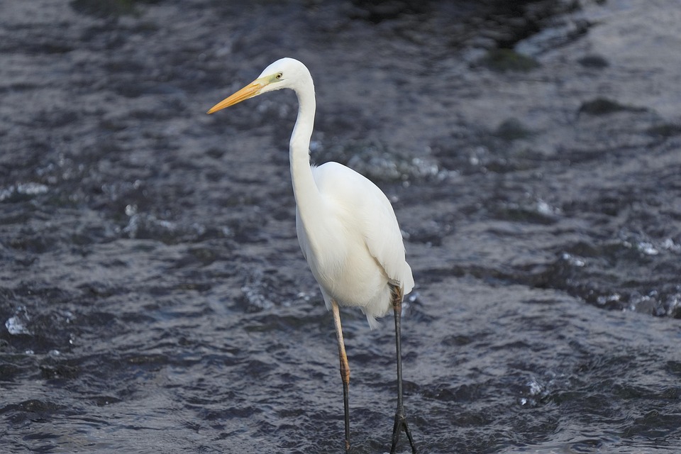 Egret Bird Sea - Free photo on Pixabay - Pixabay