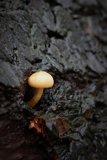 Lava Fire Mushroom - Free photo on Pixabay - Pixabay