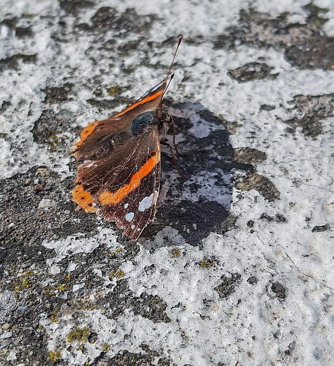 Butterfly Animal Insect - Free photo on Pixabay - Pixabay