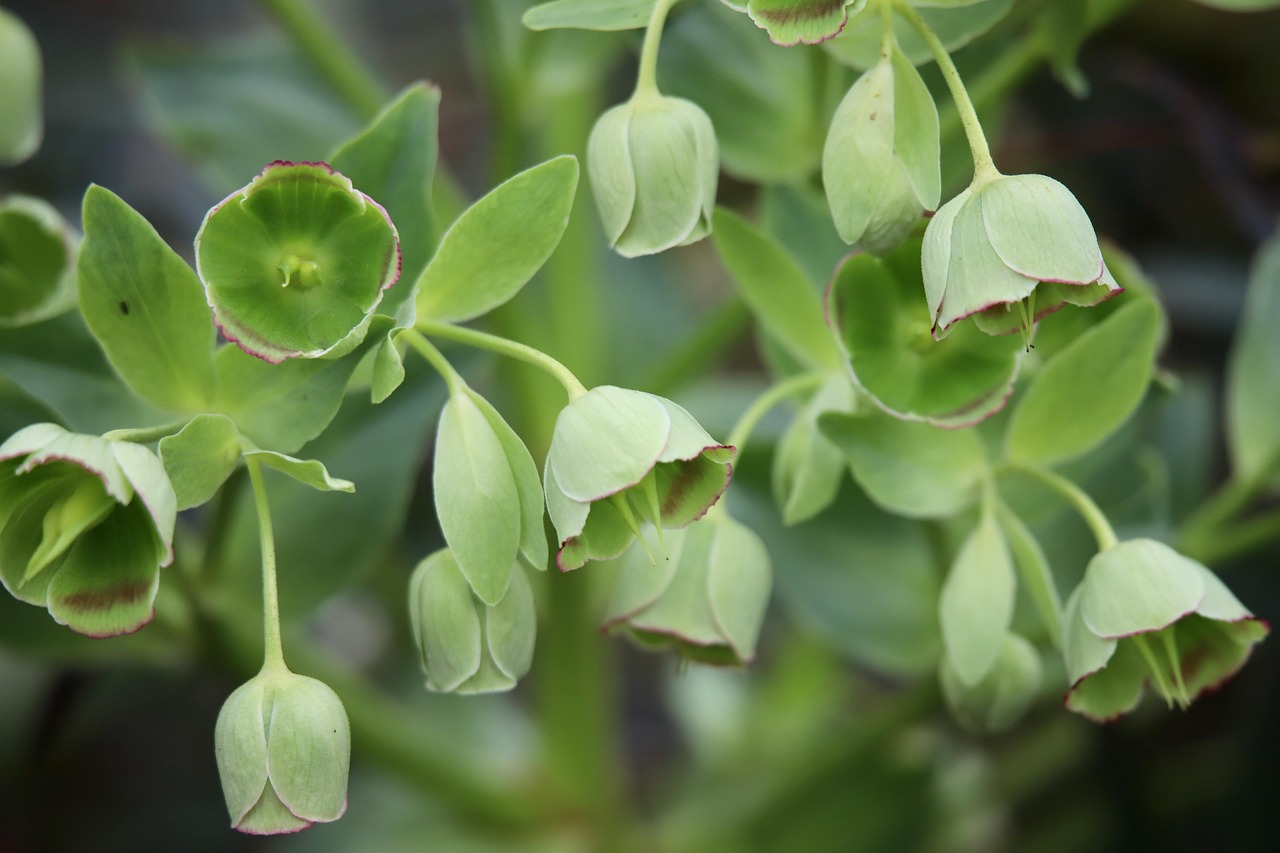 Smelly Hellebore Honey Bee - Free photo on Pixabay