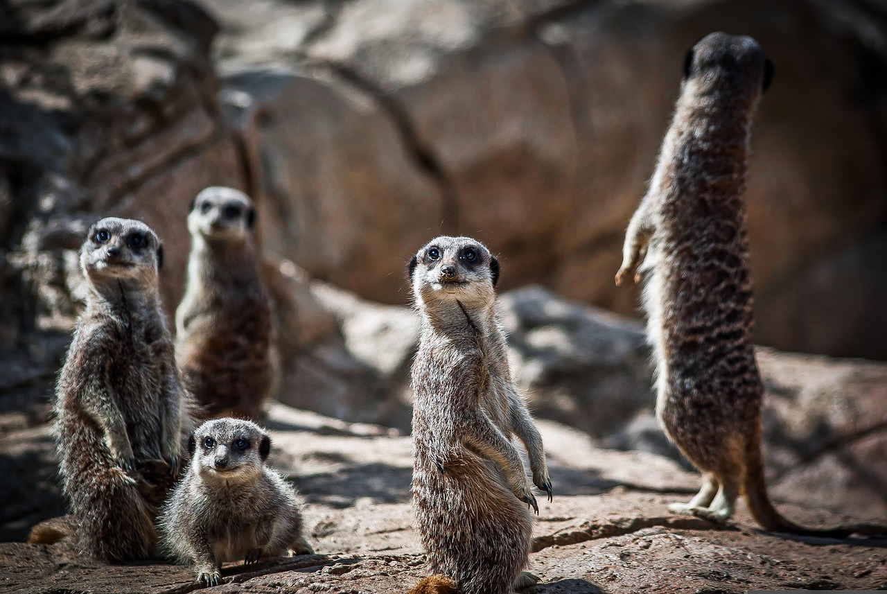 Suricatos Mamíferos Animais - Foto gratuita no Pixabay - Pixabay