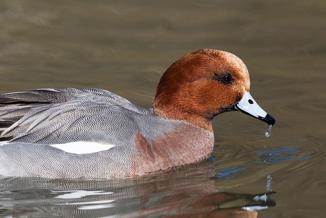 Bird Duck European Wigeon - Free photo on Pixabay