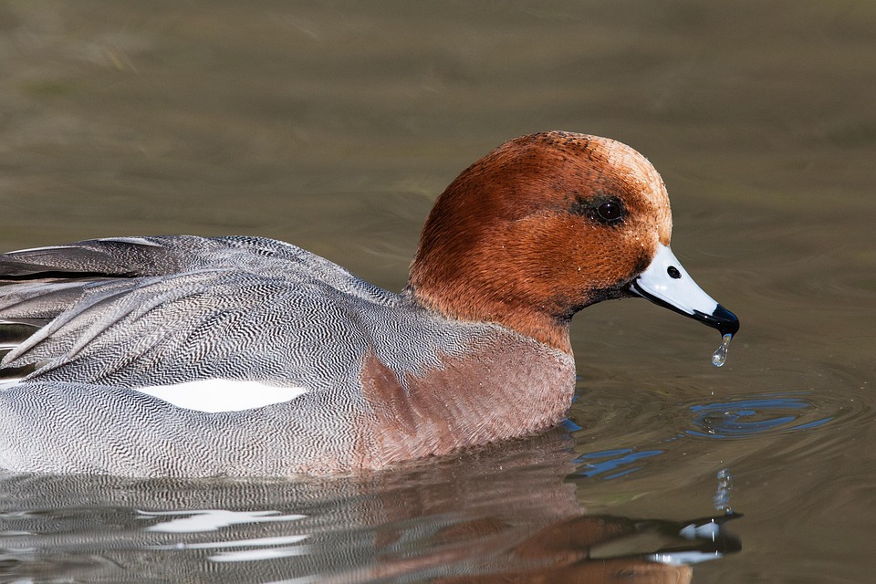 Bird Duck European Wigeon - Free photo on Pixabay