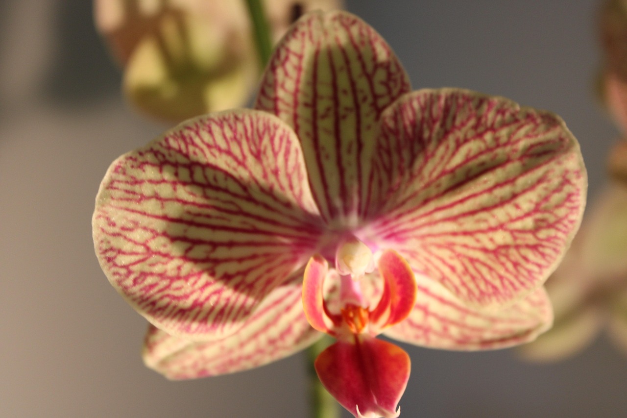 Orchidée Fleur Nature - Photo gratuite sur Pixabay
