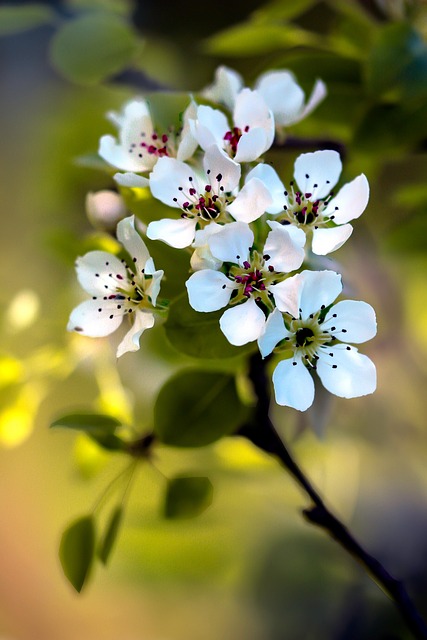 Sprig Flowers Fruity - Free photo on Pixabay - Pixabay