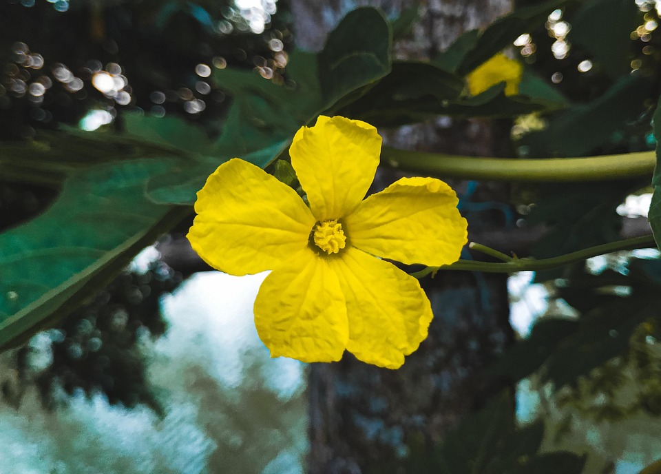 Flower Beautiful Leaves - Free photo on Pixabay - Pixabay