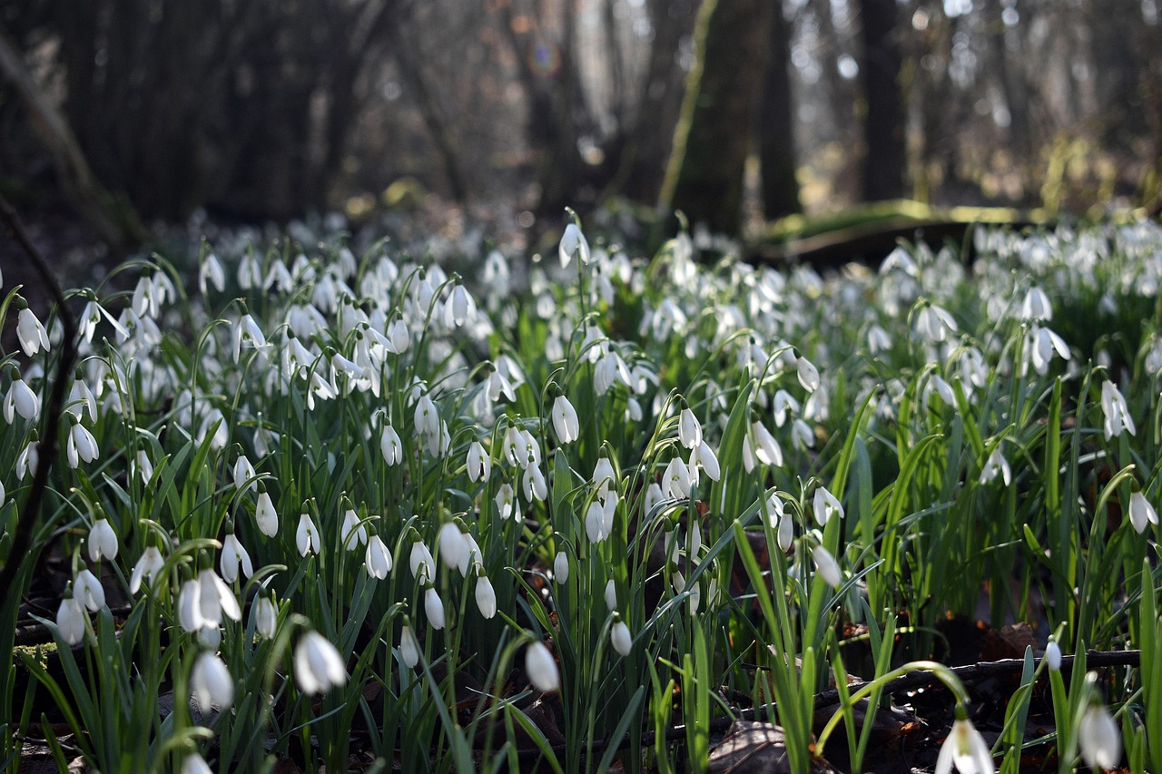Fleurs Perce-Neige Le Printemps - Photo gratuite sur Pixabay - Pixabay