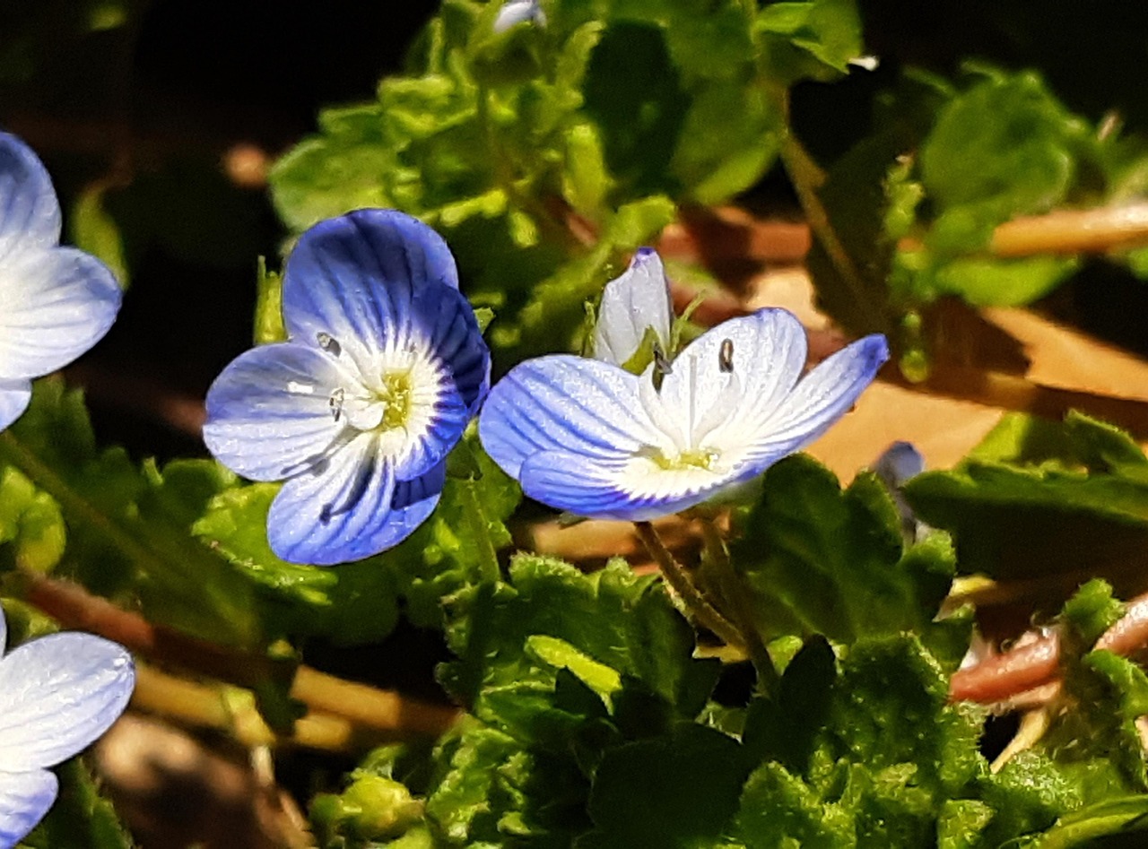 Veronica Dari Persia Botani Bunga - Foto gratis di Pixabay - Pixabay