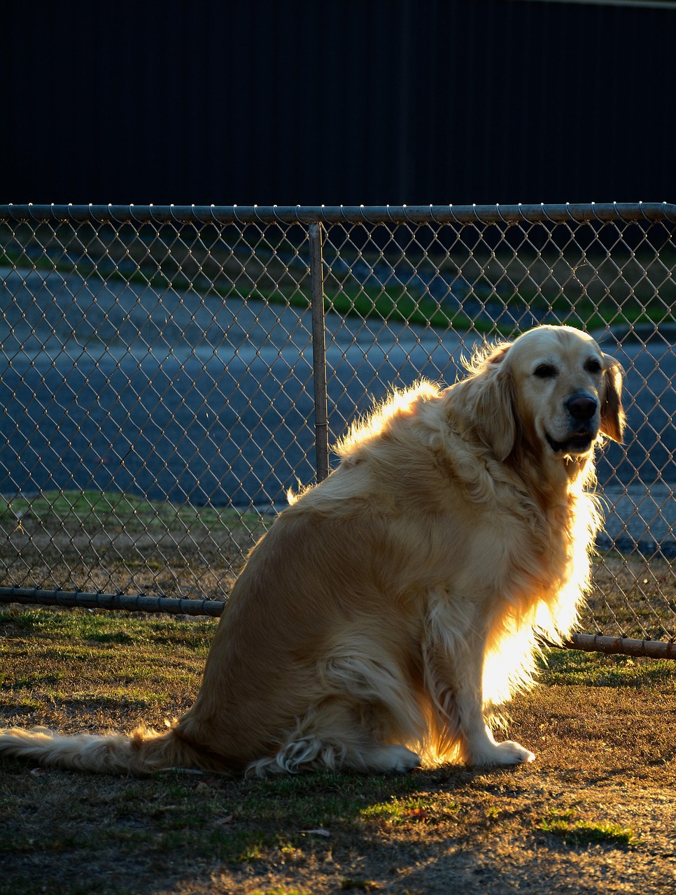 Golden Retriever Dog Nature - Free photo on Pixabay - Pixabay
