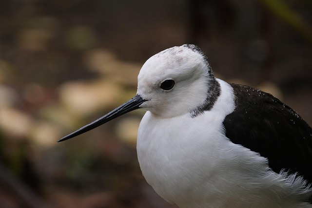 Black-Winged Stilt Natural Bird - Free photo on Pixabay