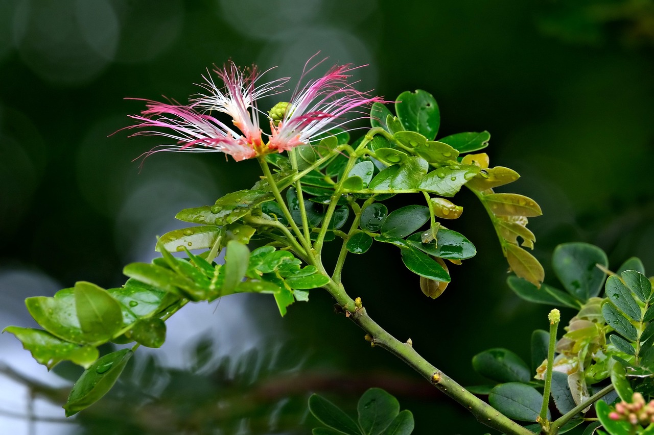 Flor Silvestre Planta Gotas - Foto gratis en Pixabay - Pixabay