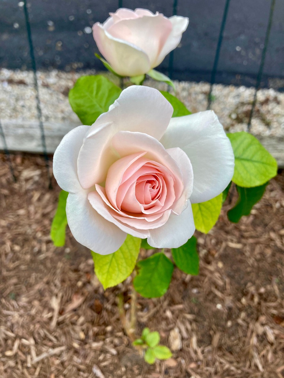 Rose Flower Nature - Free photo on Pixabay