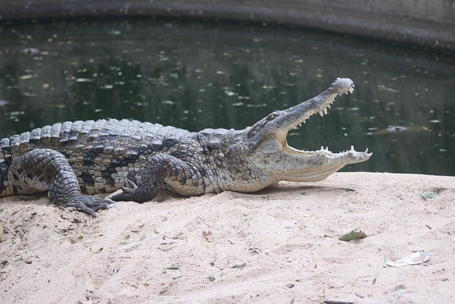 Crocodile Alligator Croco - Photo gratuite sur Pixabay - Pixabay