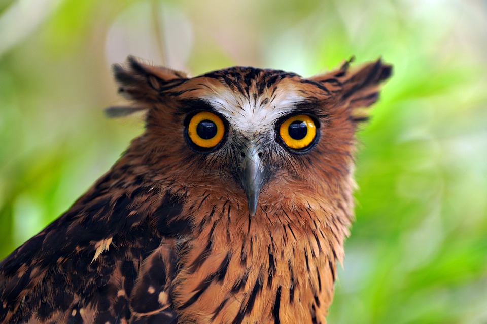 Barn Owl Animal Bird - Free photo on Pixabay - Pixabay
