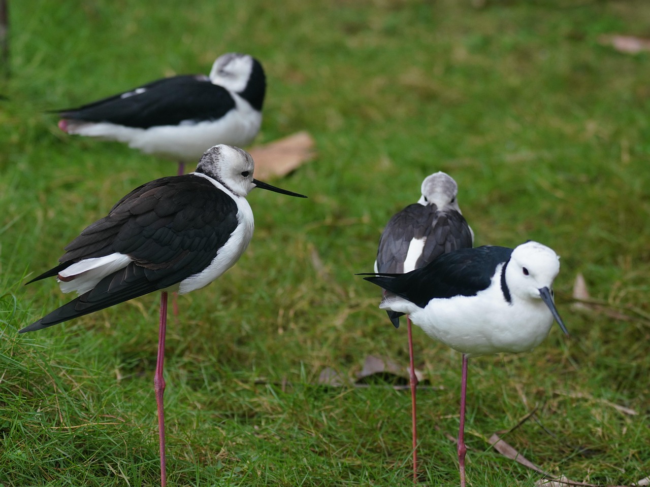 Black-Winged Stilt Natural Bird - Free photo on Pixabay