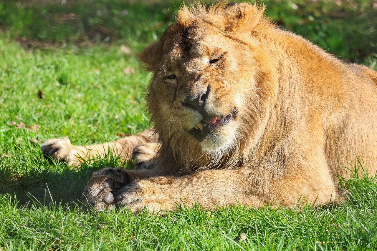 Lion Predator - Photo gratuite sur Pixabay - Pixabay