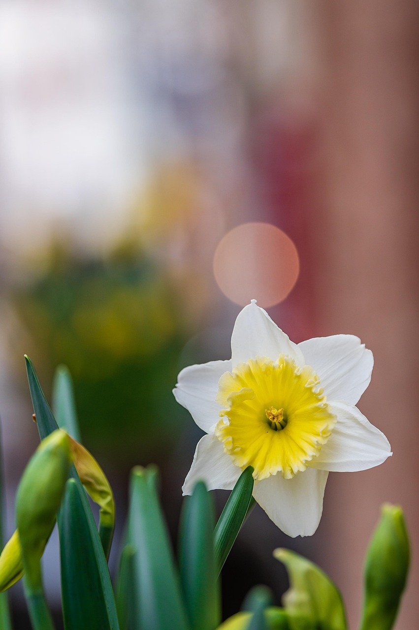 Jonquille Narcisse Fleur Le - Photo gratuite sur Pixabay - Pixabay