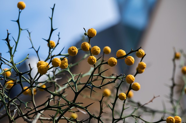 Fruits Jaunes Arbre Épineux - Photo gratuite sur Pixabay - Pixabay