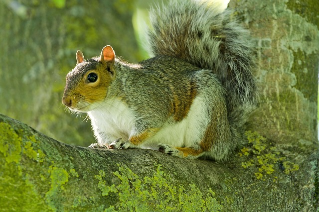 Esquilo Animal - Foto gratuita no Pixabay - Pixabay