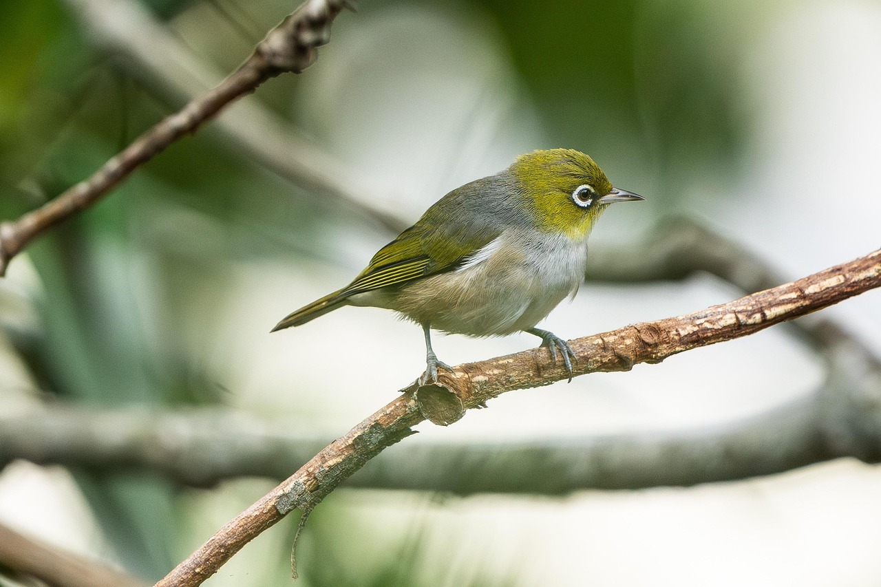 Silvereye Wax-Eye Bird - Free photo on Pixabay