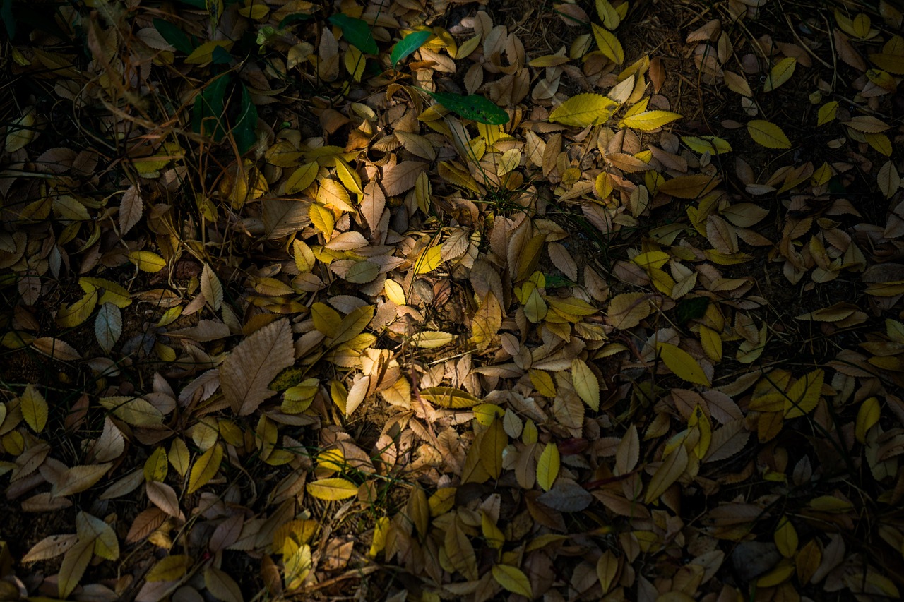 Licht Und Schatten Dunkles - Kostenloses Foto auf Pixabay - Pixabay