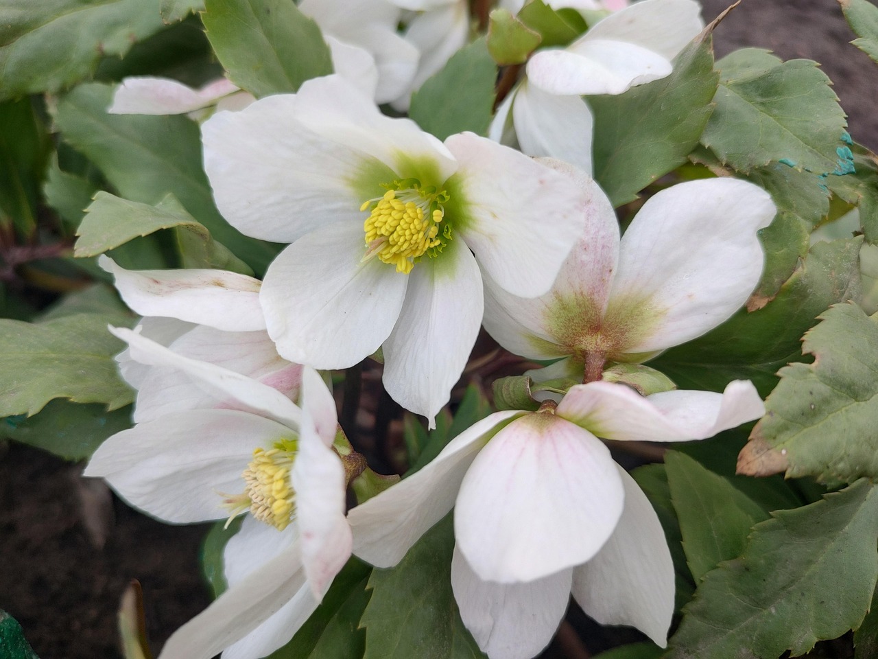 Download Flowers, Hellebore, Petals. Royalty-Free Stock Illustration ...