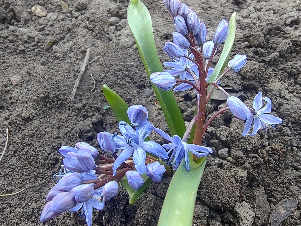 Blueberries Spring Flower - Free photo on Pixabay