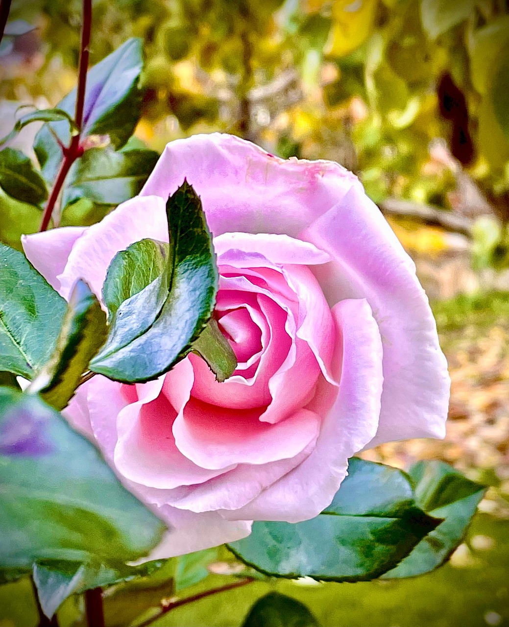 Rose - Photo gratuite sur Pixabay - Pixabay