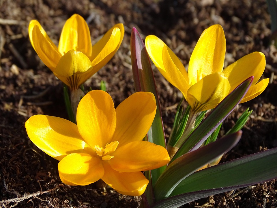 Yellow Crocuses Flowers - Free photo on Pixabay - Pixabay