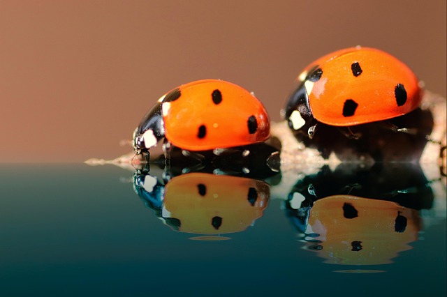Coccinelles Insectes Bugs - Photo gratuite sur Pixabay - Pixabay