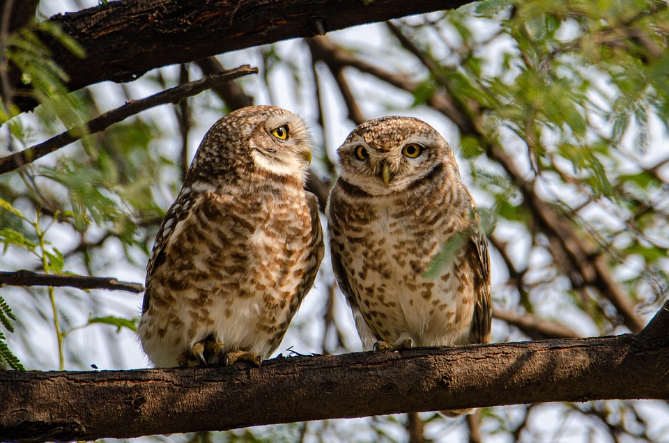 Birds Owls Nature - Free photo on Pixabay - Pixabay