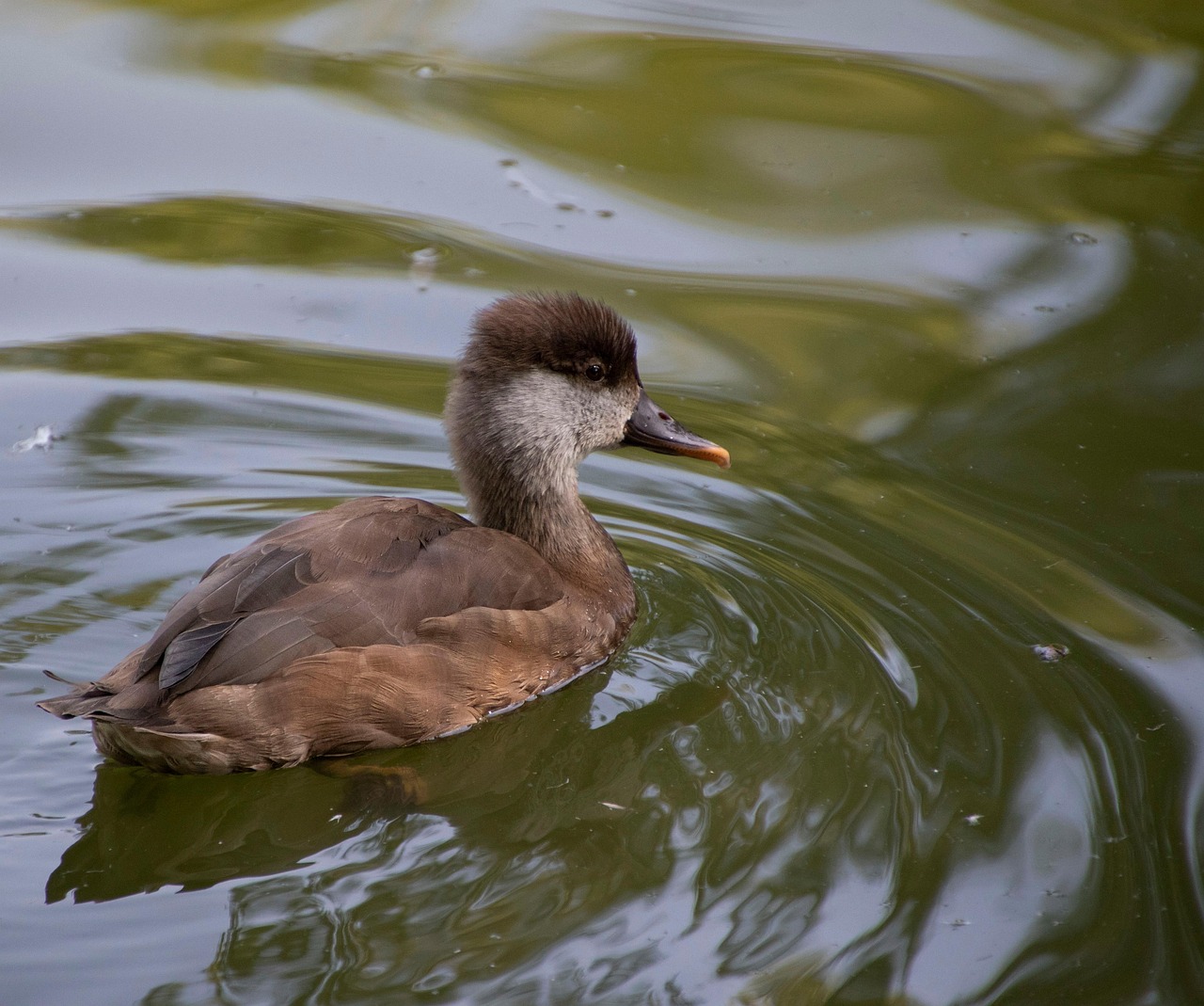 Ducks Common Pochard Lake - Free photo on Pixabay - Pixabay