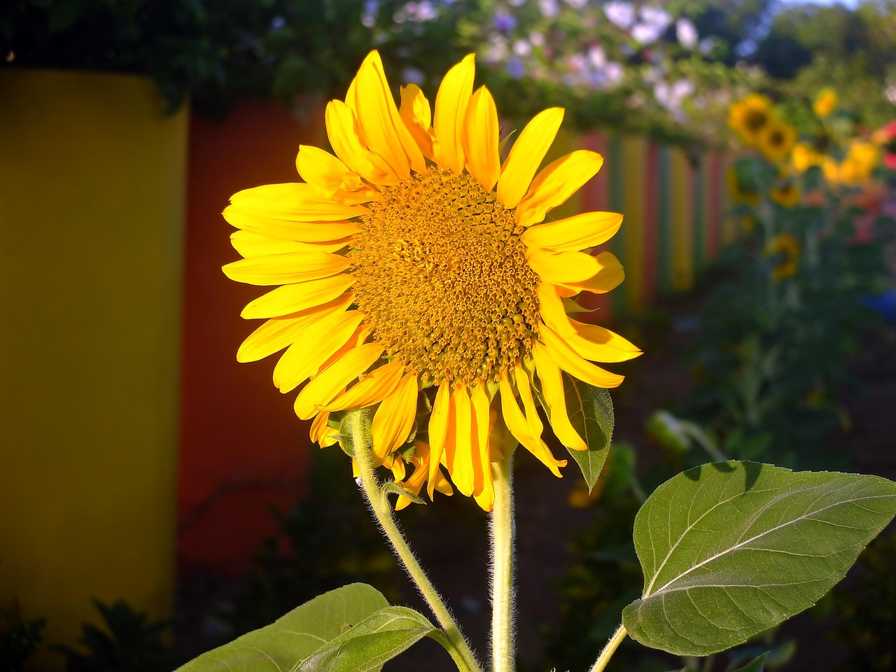 Yellow Sun Flower - Free photo on Pixabay - Pixabay