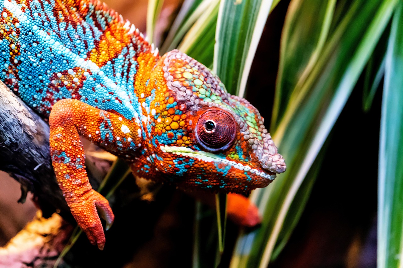 Chameleon Reptile Lizard - Free photo on Pixabay