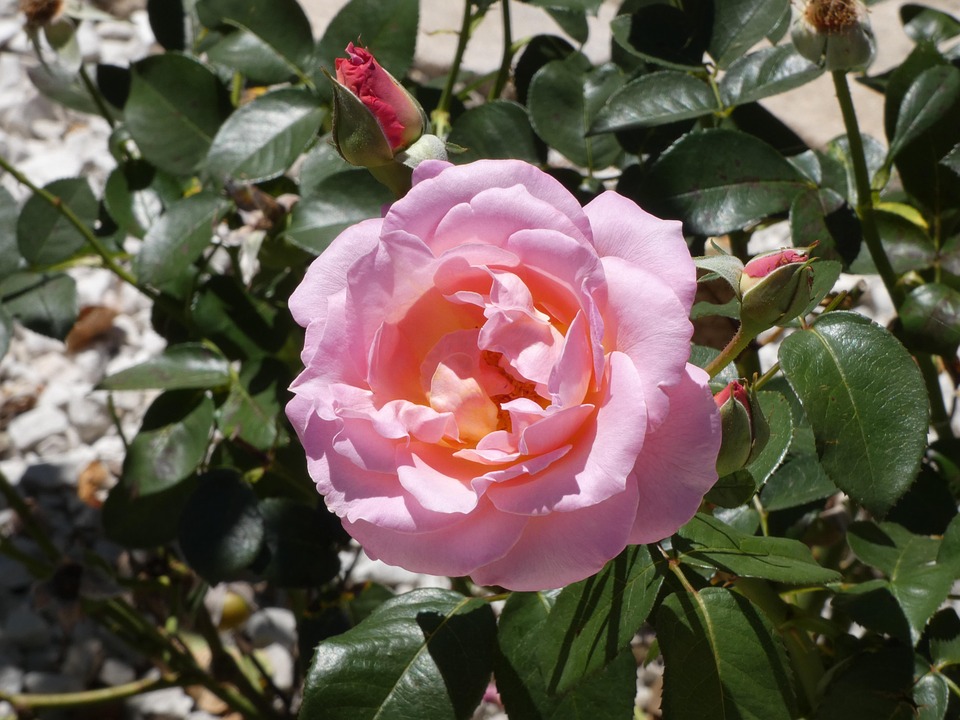 Pinke Rose Blume - Kostenloses Foto auf Pixabay - Pixabay
