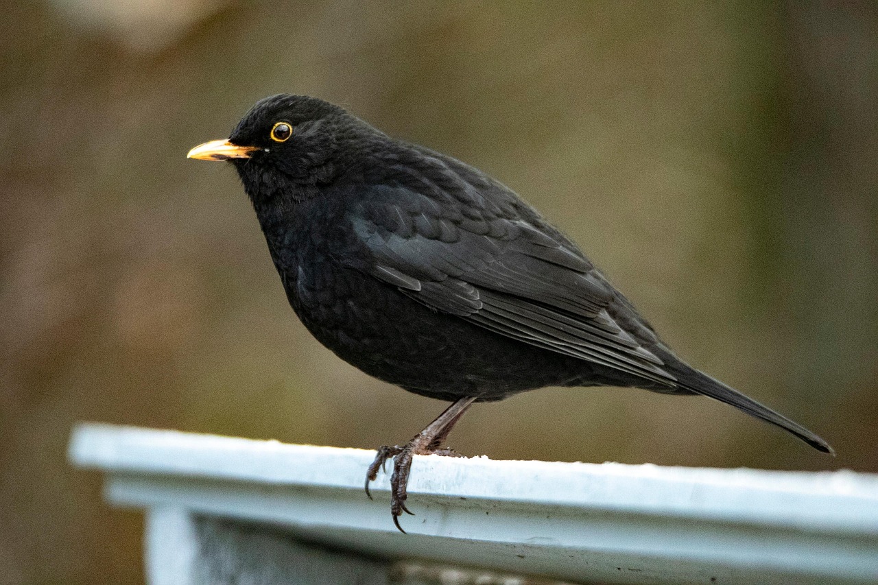 Blackbird Bird Nature - Free photo on Pixabay - Pixabay