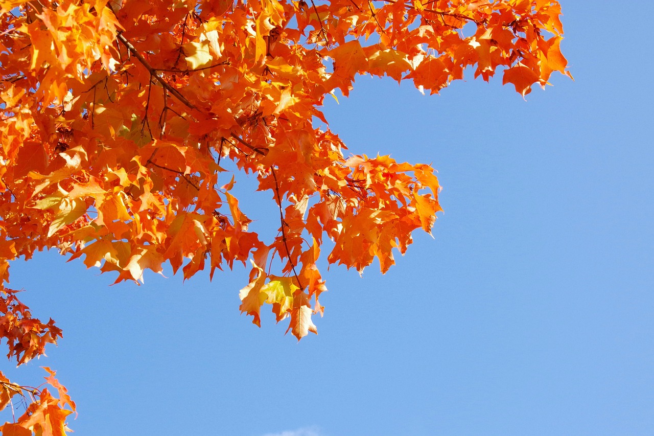 Download Autumn, Leaves, Foliage. Royalty-Free Stock Illustration Image ...
