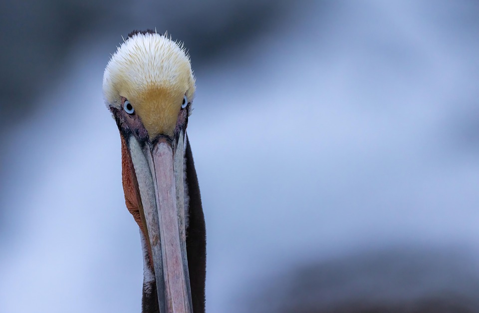 Pelican Bird Look - Free photo on Pixabay - Pixabay