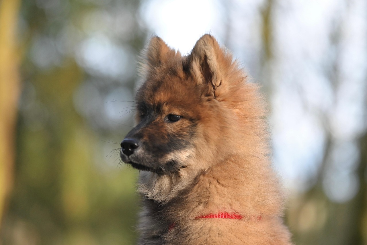 Eurasier Puppy Üyouyou Dog - Free photo on Pixabay - Pixabay