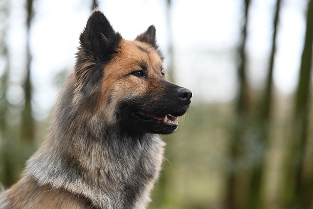 Eurasier Shoreline Dog Animal - Free photo on Pixabay - Pixabay