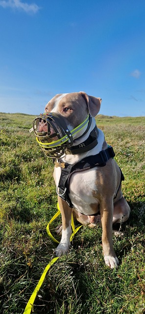 Dog Muzzled Muzzle Xl - Free photo on Pixabay - Pixabay