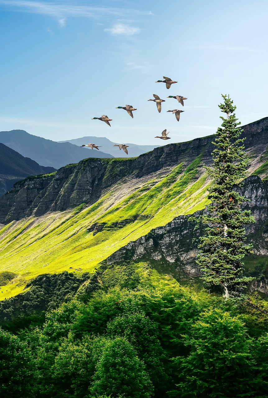 Khám phá và tải ảnh miễn phí - Pixabay