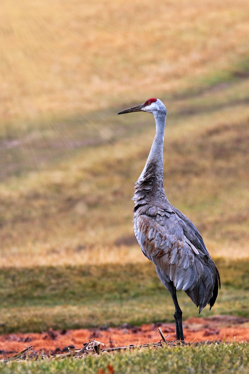 30,000+ Free Crane Bird & Crane Images - Pixabay