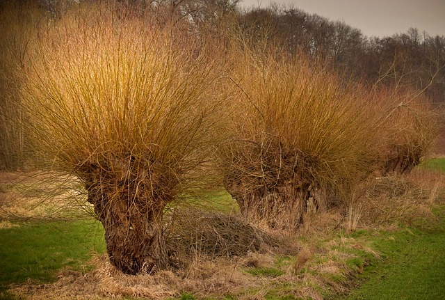 900+ Free Willow Tree & Willow Images - Pixabay