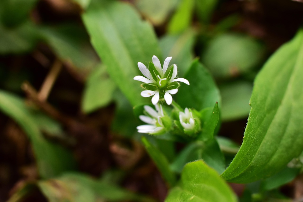 Chickweed Spring Flowers White - Free photo on Pixabay - Pixabay