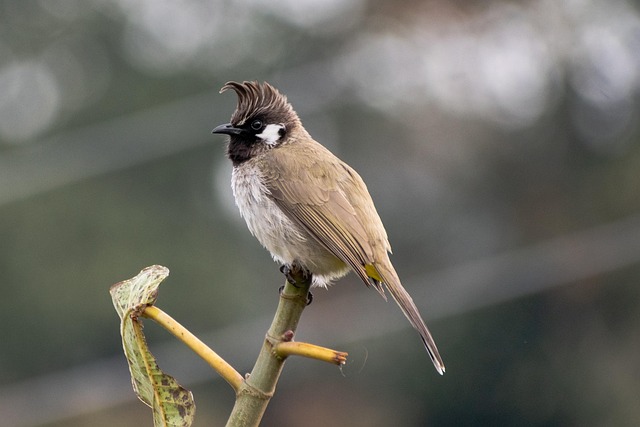 Bulbul Bird Animal - Free photo on Pixabay - Pixabay