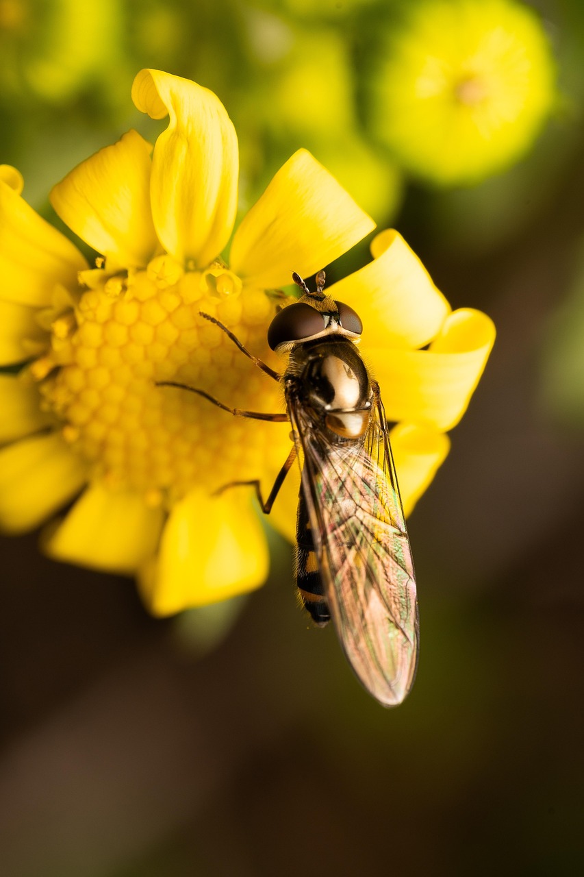 Fleur Jaune Pollinisation Insecte - Photo gratuite sur Pixabay - Pixabay
